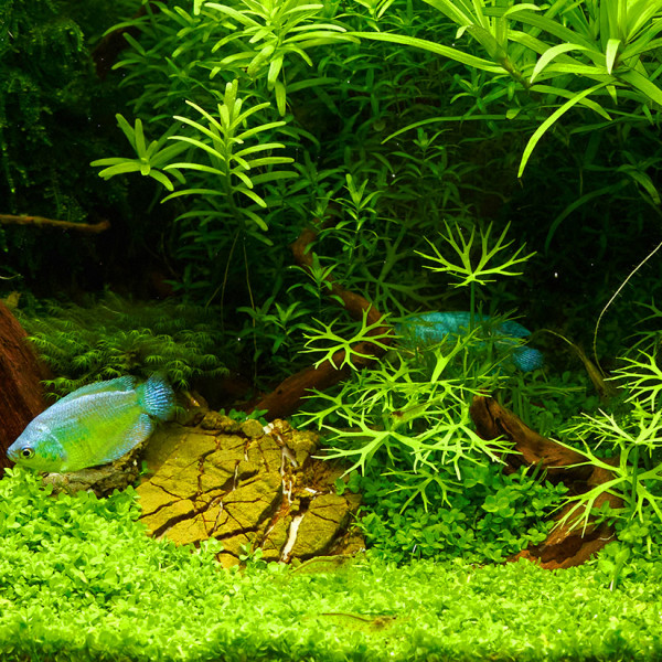 Ranunculus papulentus Kleiner Fluss-Hahnenfuß in vitro 8 5 cm günstig ...