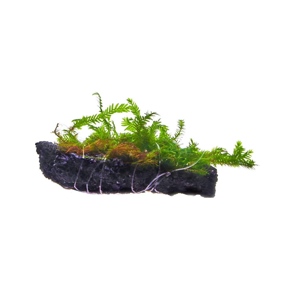 Aquarium Moose: alle Moosarten fürs Aquarium in der Übersicht