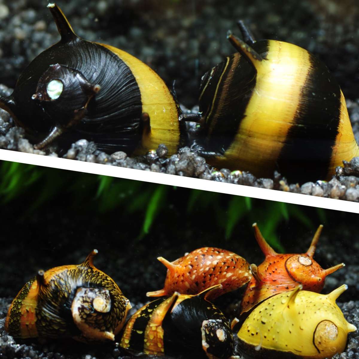 Geweihschnecken (Clithon sp.) im Aquarium halten und pflegen