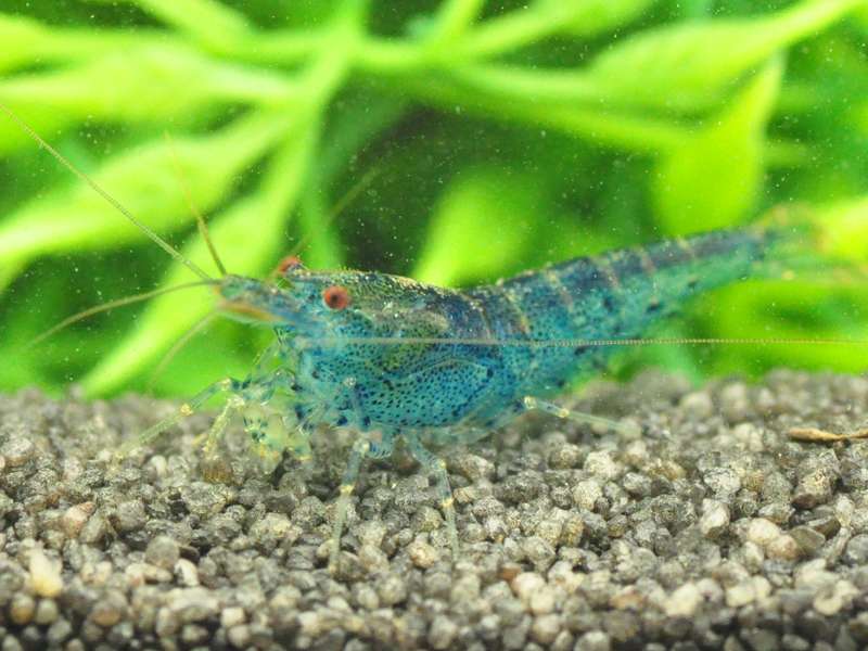 Aura Blue-Garnele Caridina serrata günstig kaufen | Garnelen-Guemmer