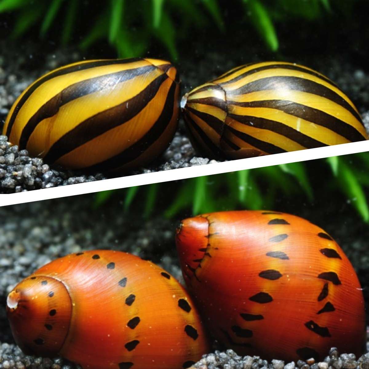Rennschnecken (Neritina / Vittina sp.) im Aquarium halten und pflegen