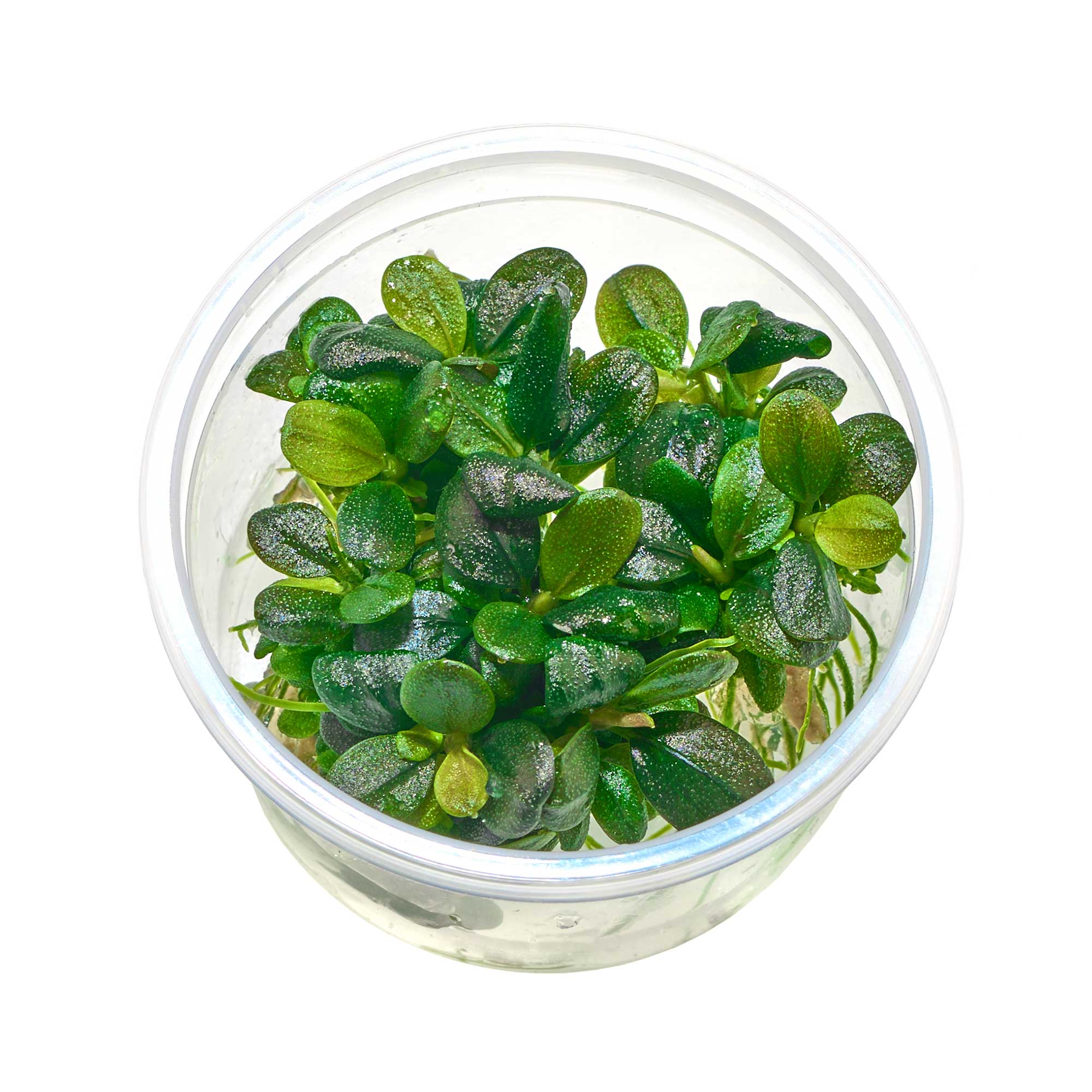 Bucephalandra sp. "Brownie Jade" - Mini-Ableger | Garnelen-Guemmer
