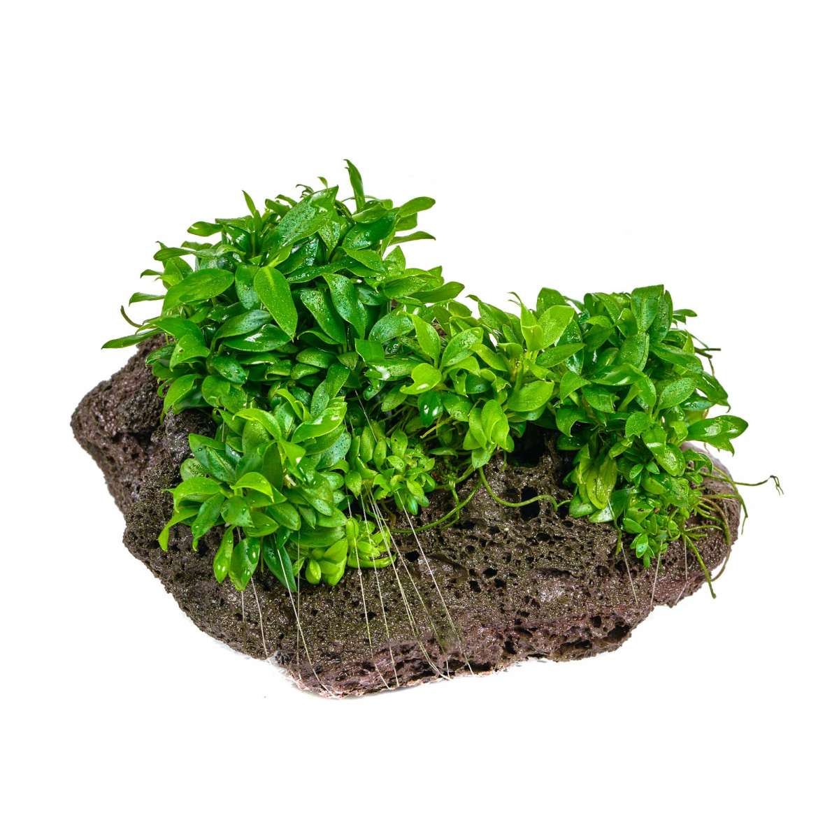 Anubias nana Pangolino, die kleinste Anubias | Wasserpflanzen Lexikon