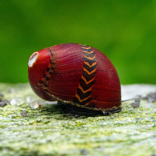 Rote Rennschnecke Neritina waigiensis günstig kaufen | Garnelen-Guemmer