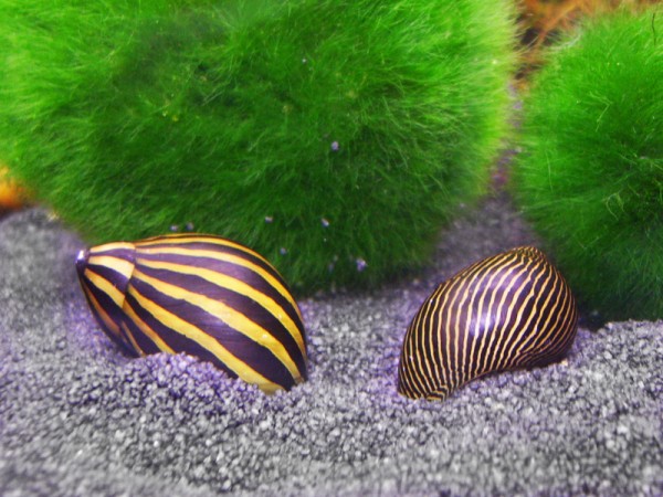Rennschnecke "Zebra", Zebra-Rennschnecke ein guter Algenfresser