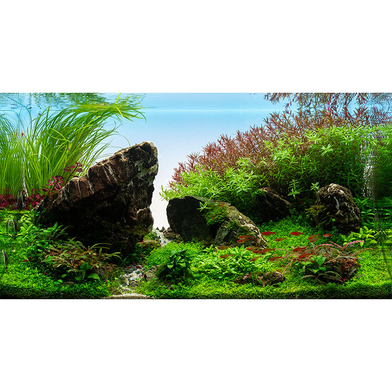 Aquascapes und Aquarium Einrichtungsbeispiele | Aquascaping