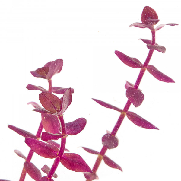 Bacopa Salzmannii "Purple" | Salzmann Fettblatt "Violett" - in vitro ...