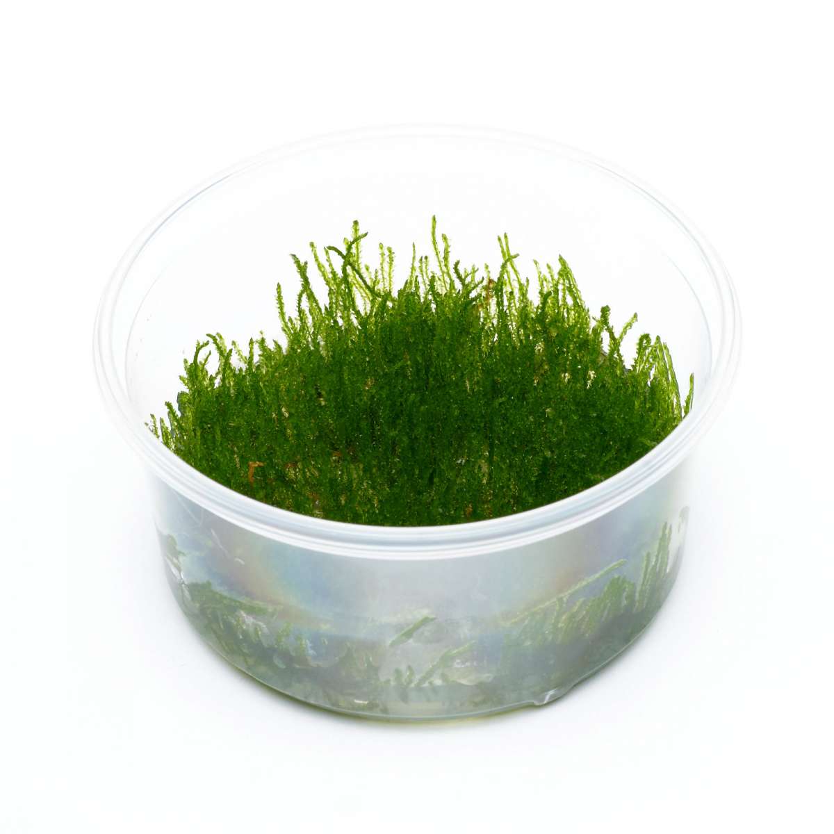 Vesicularia ferriei | Weeping Moos, Trauerweidenmoos | Garnelen-Guemmer