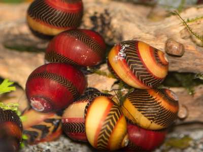 Rote Rennschnecke Neritina waigiensis günstig kaufen | Garnelen-Guemmer