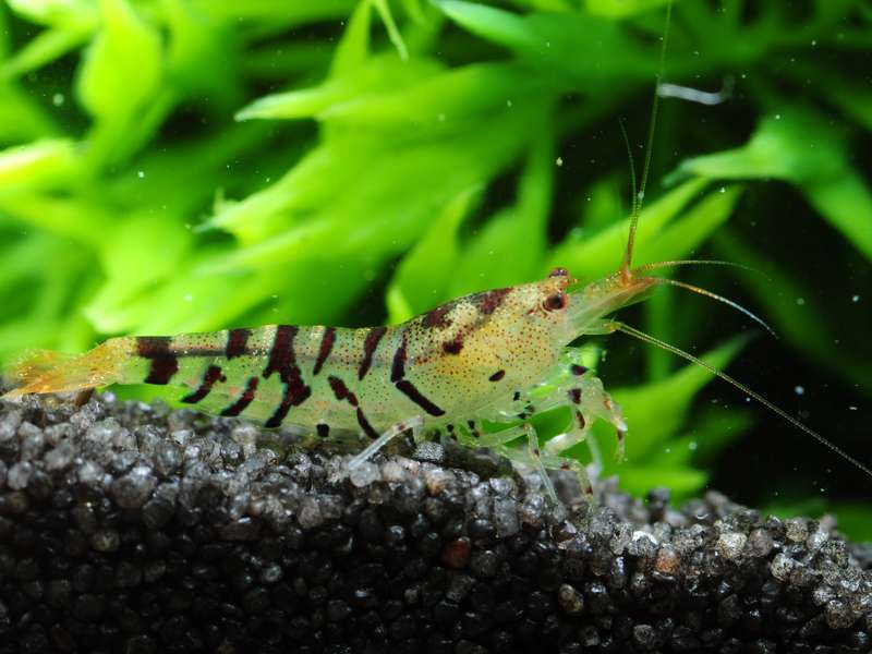 Tigergarnele - Caridina mariae günstig kaufen | Garnelen-Guemmer