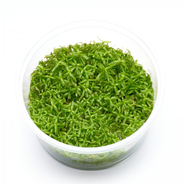 Rotala sp. Wayanad in vitro günstig kaufen | Garnelen-Guemmer