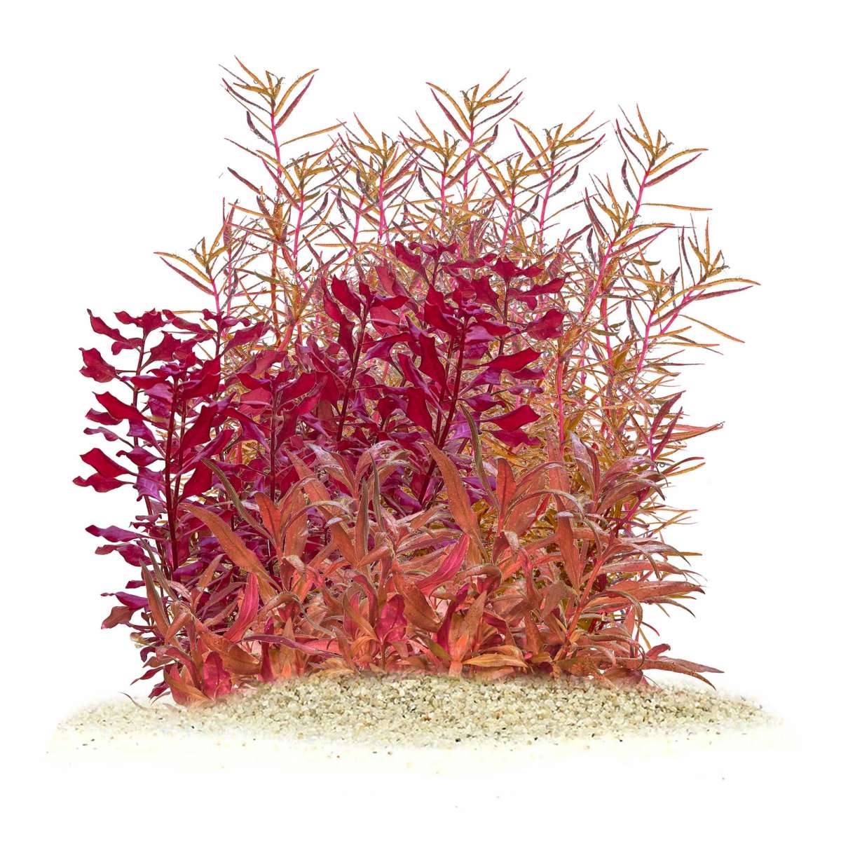 Rote Aquariumpflanzen Set | Red Aquascaping Set - In Vitro XL ...