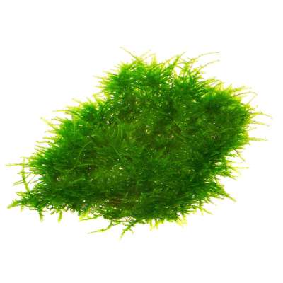 Javamoos (Taxiphyllum barbieri), Alleskönner | Wasserpflanzen Lexikon